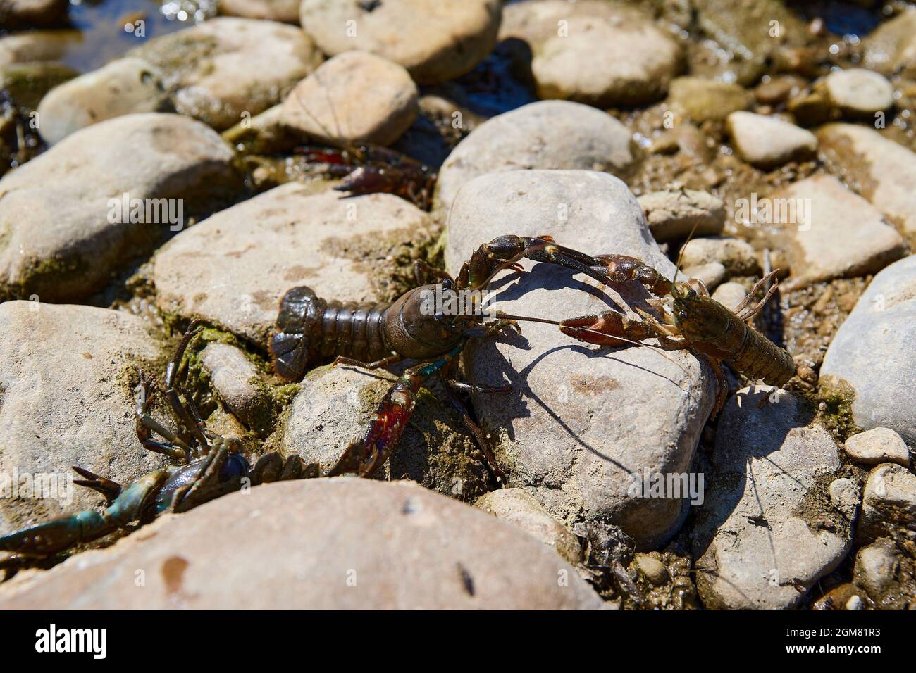 Essbare krebse -Fotos und -Bildmaterial in hoher Auflösung – Alamy