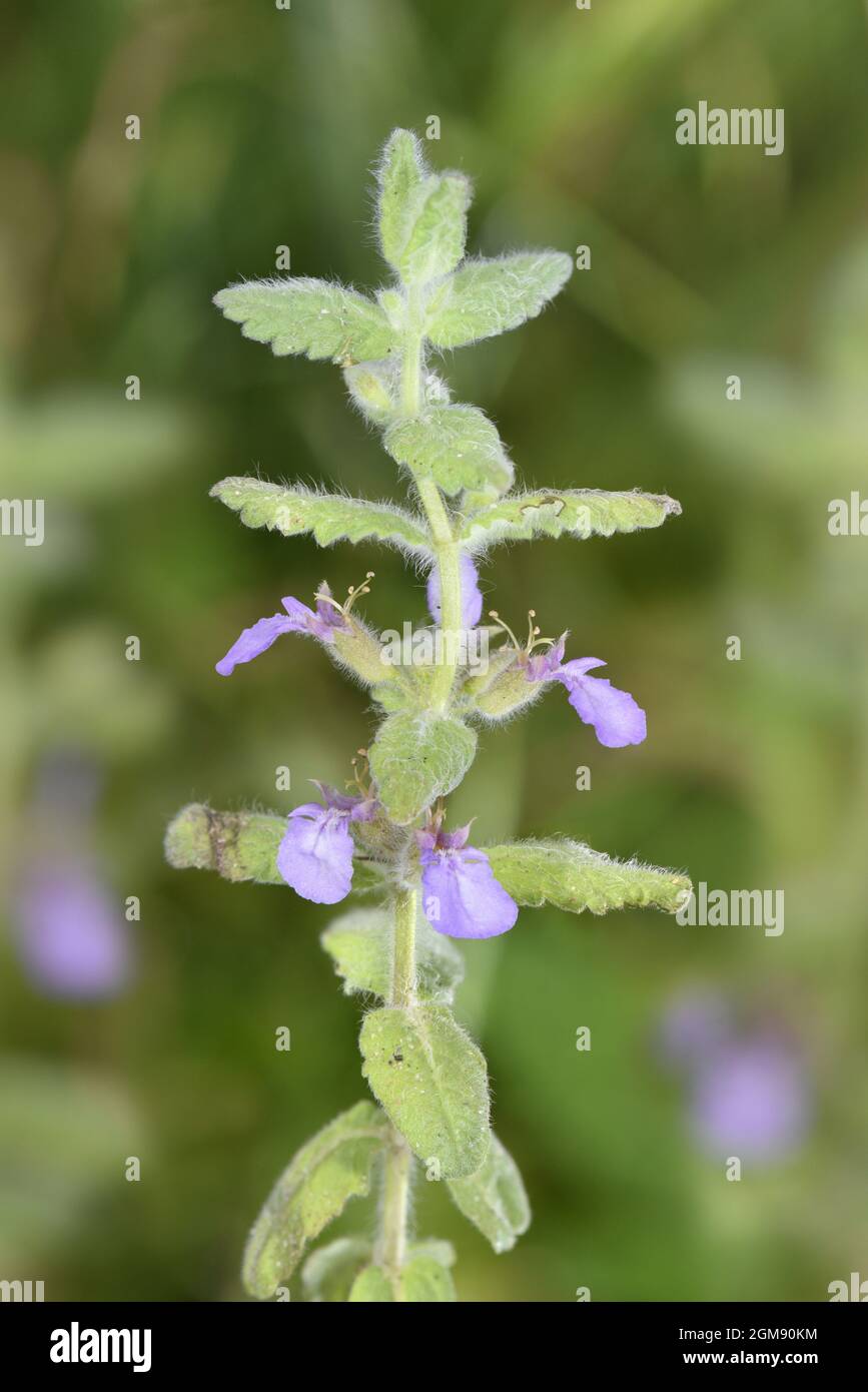 Water germander -Fotos und -Bildmaterial in hoher Auflösung – Alamy