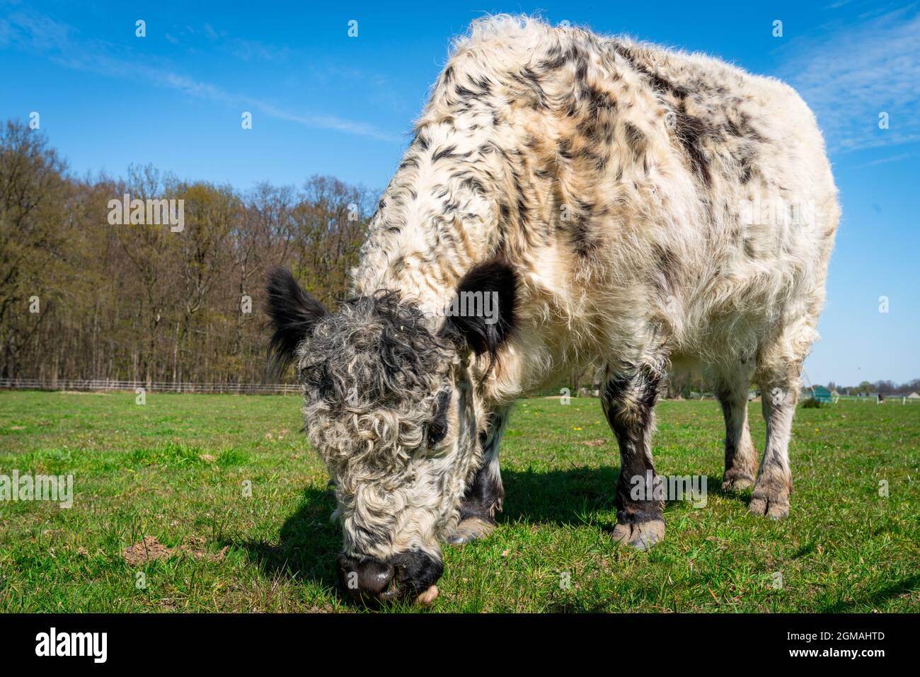 Kuh mit langen haaren -Fotos und -Bildmaterial in hoher Auflösung – Alamy