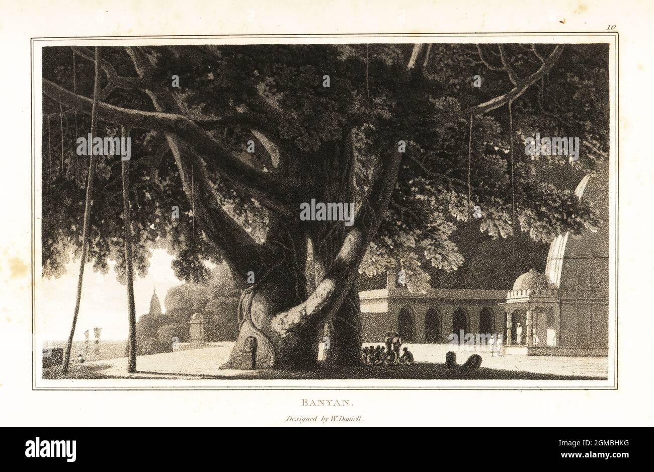 Banyan Tree, Ficus religiosa, mit luftigen Wurzeln. Eifrige Anhänger ...