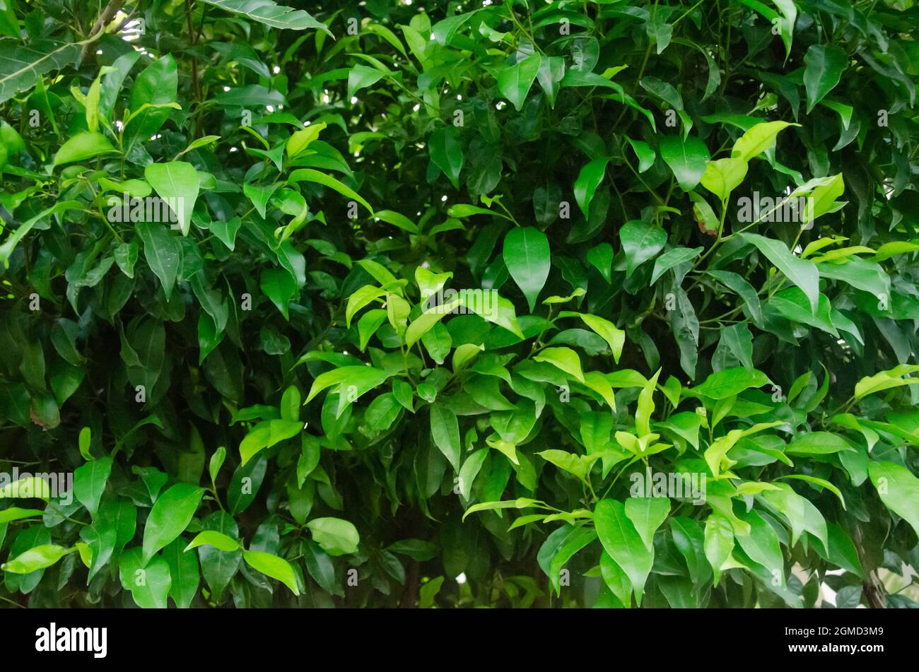 Weinender feigenbaum ficus benjamina -Fotos und -Bildmaterial in hoher ...