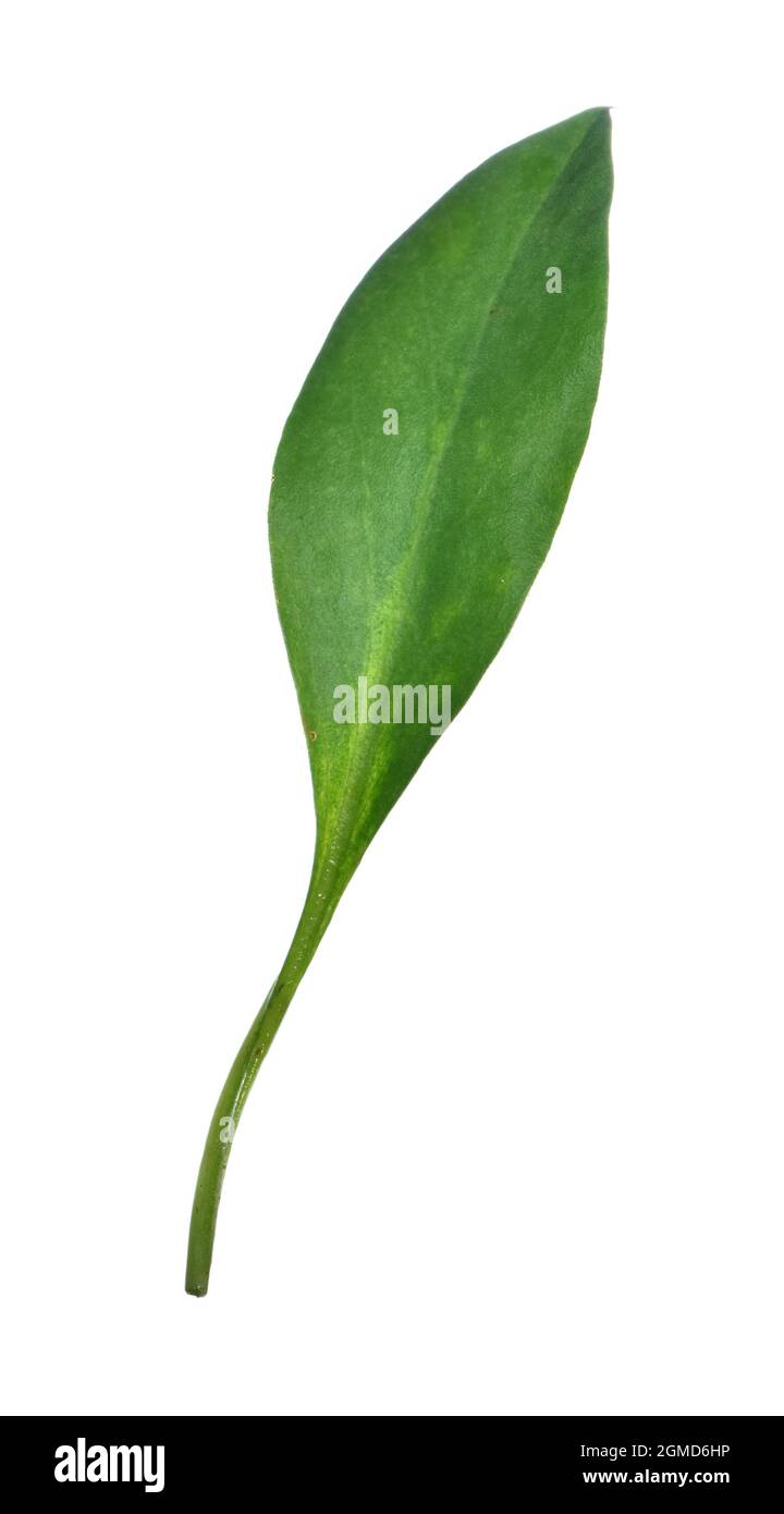 Limonium humile -Fotos und -Bildmaterial in hoher Auflösung – Alamy