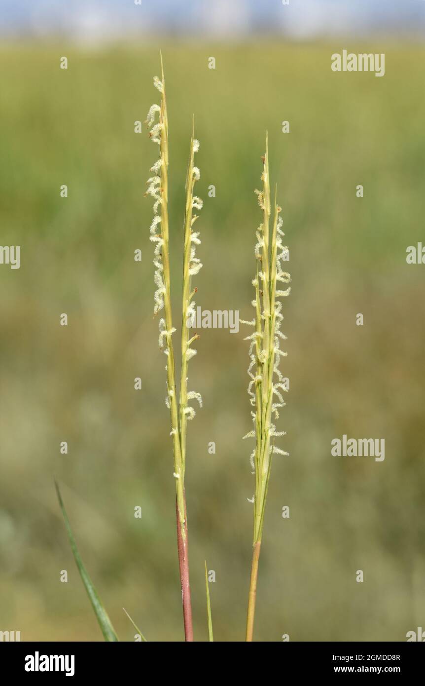 Spartina townsendii -Fotos und -Bildmaterial in hoher Auflösung – Alamy
