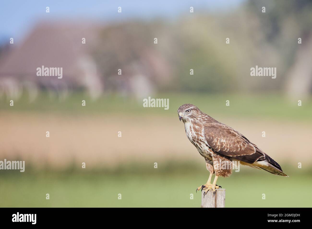 Maeuse bussard -Fotos und -Bildmaterial in hoher Auflösung – Alamy
