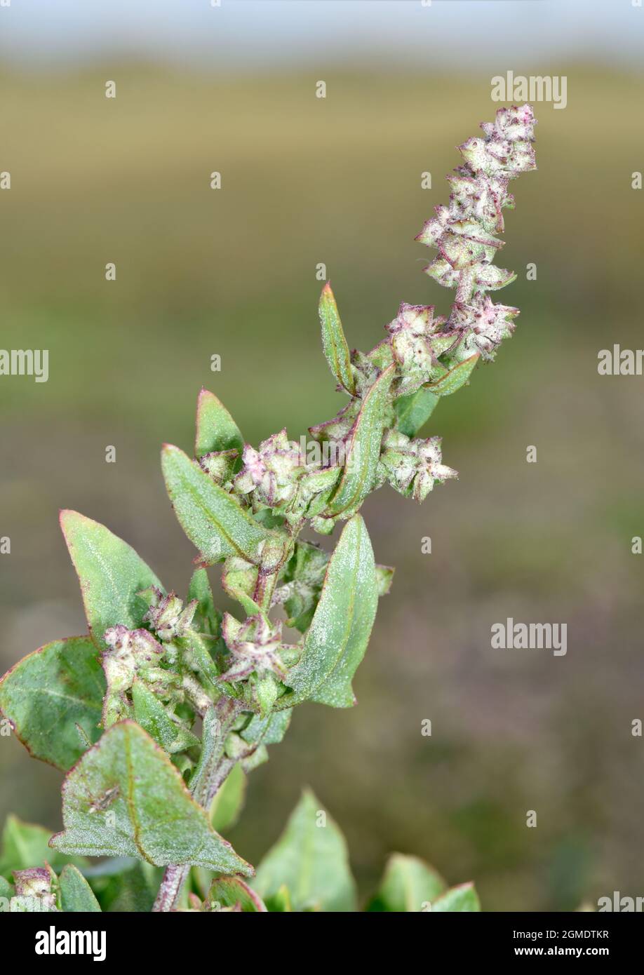 Wilde Orache Stockfotos und -bilder Kaufen - Alamy