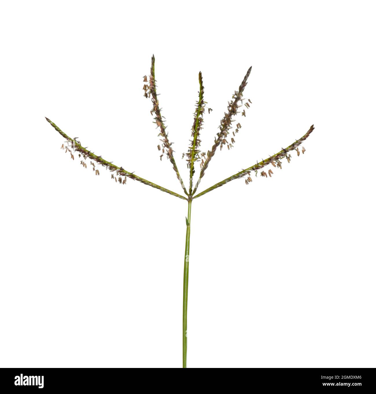 Cynodon dactylon gras Ausgeschnittene Stockfotos und -bilder - Alamy