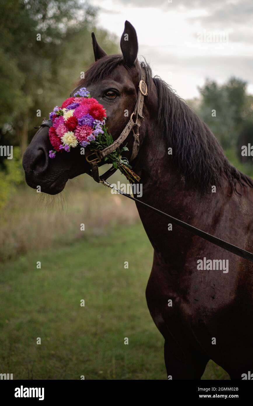 Großes braunes pferd -Fotos und -Bildmaterial in hoher Auflösung – Alamy