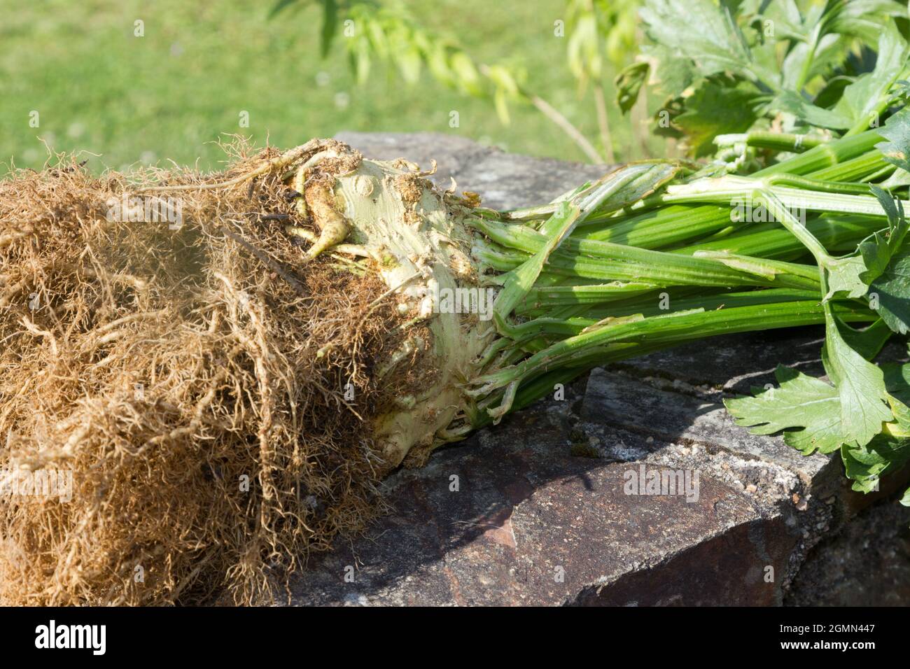 Knollensellerie pflanzen -Fotos und -Bildmaterial in hoher Auflösung ...