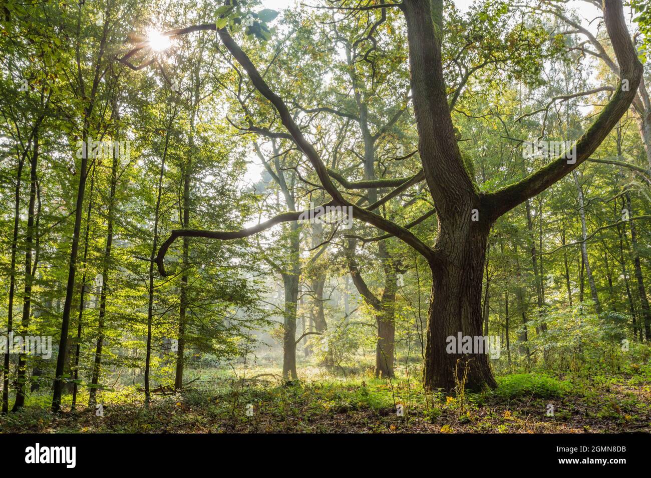 Alte englische eichen -Fotos und -Bildmaterial in hoher Auflösung – Alamy