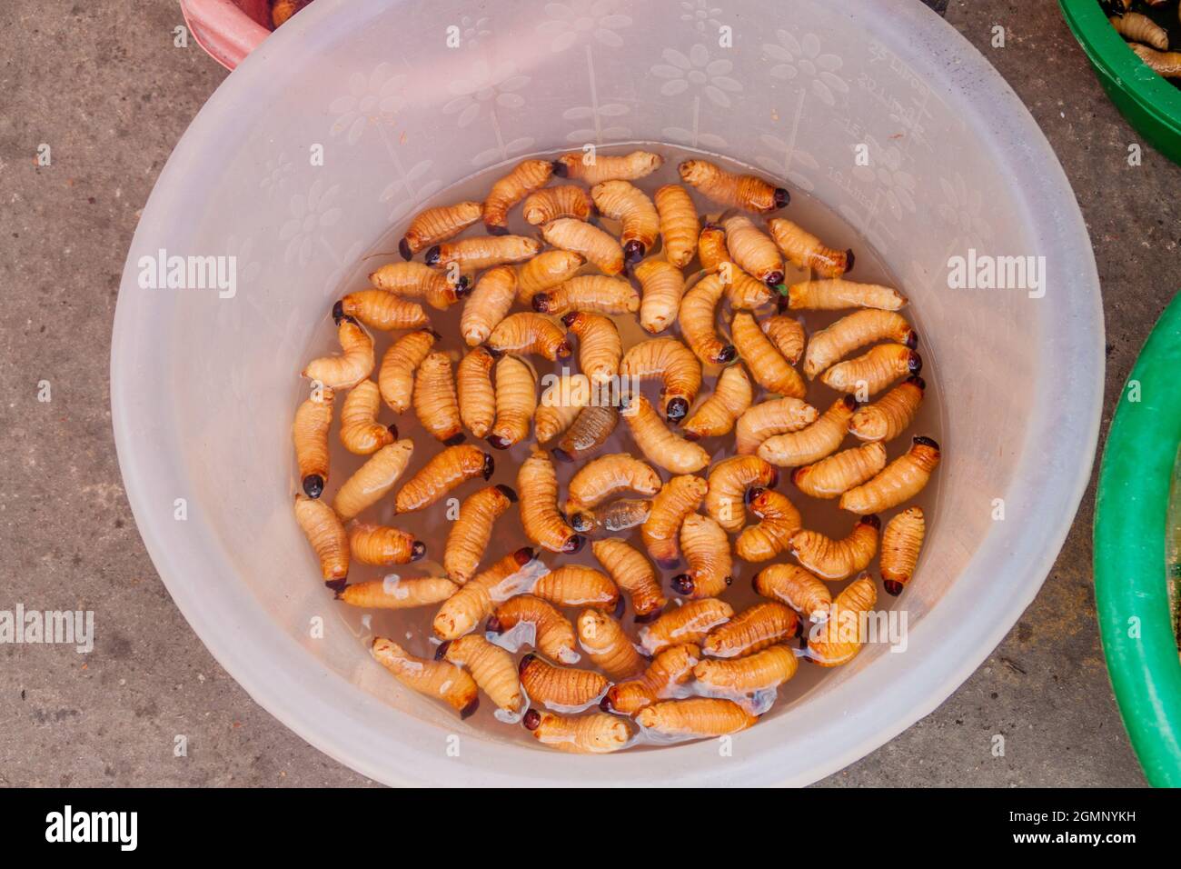 Rhynchophorus palmarum -Fotos und -Bildmaterial in hoher Auflösung – Alamy
