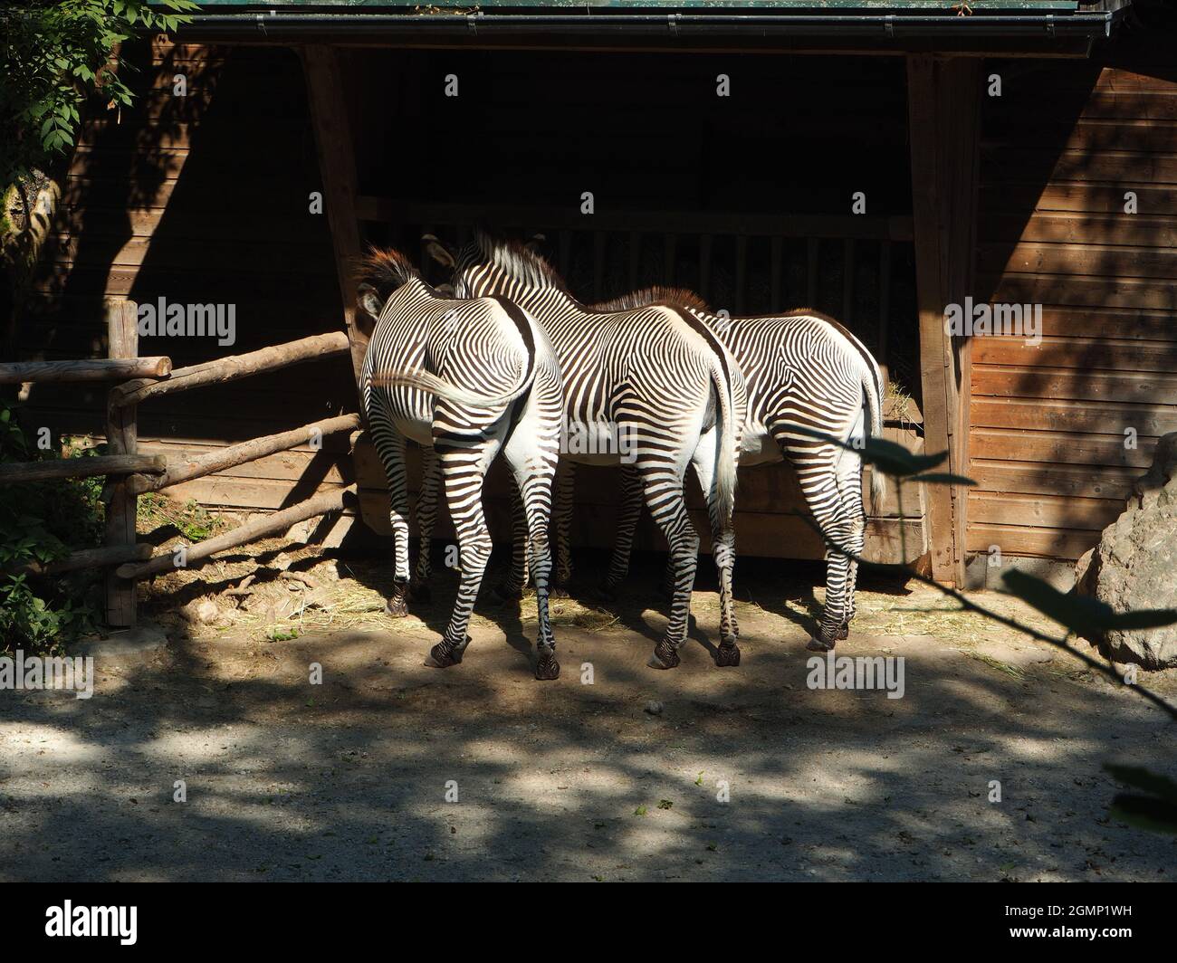 Zoo tier -Fotos und -Bildmaterial in hoher Auflösung – Alamy