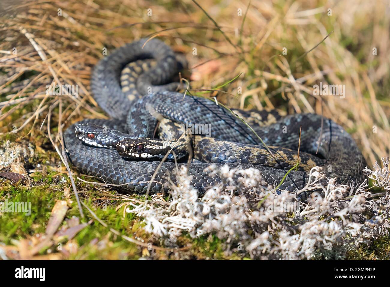Berg addierer -Fotos und -Bildmaterial in hoher Auflösung – Alamy