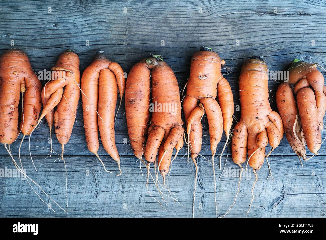 Gegabelte karotte -Fotos und -Bildmaterial in hoher Auflösung – Alamy