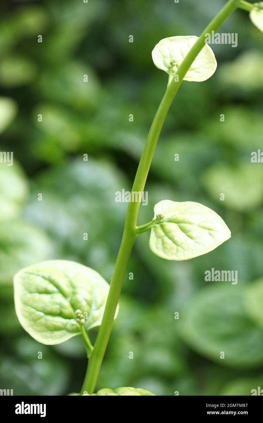 Spinat aus ceylon -Fotos und -Bildmaterial in hoher Auflösung – Alamy