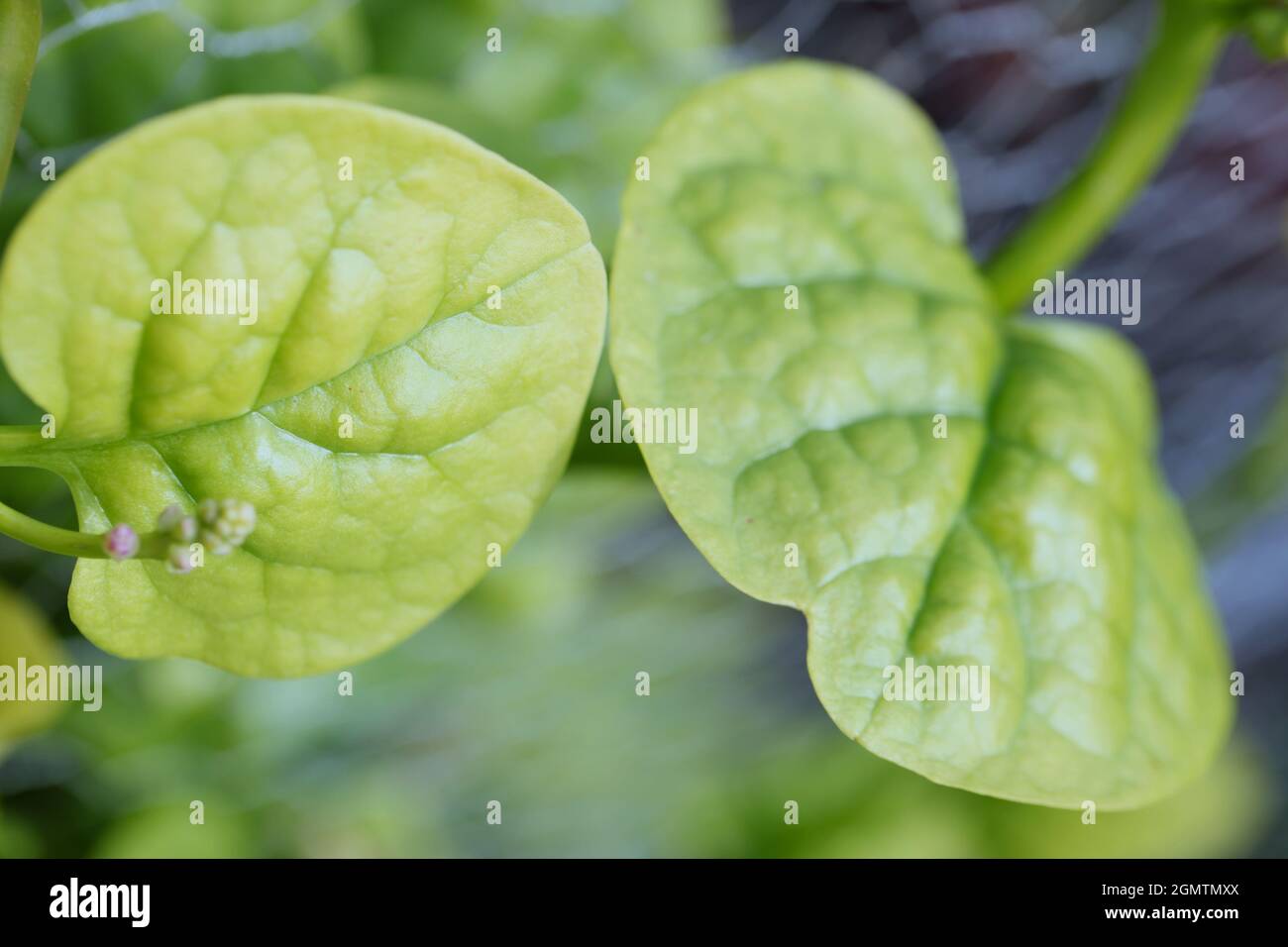 Spinat aus ceylon -Fotos und -Bildmaterial in hoher Auflösung – Alamy