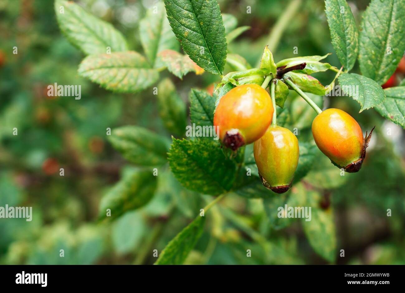 Heckenrose frucht -Fotos und -Bildmaterial in hoher Auflösung – Alamy