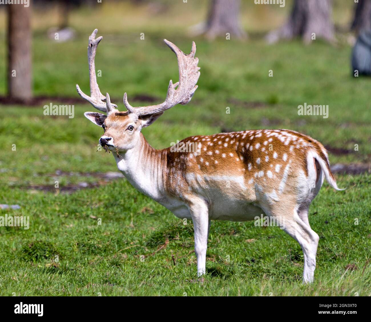 Hirsch dam tolles tier -Fotos und -Bildmaterial in hoher Auflösung – Alamy