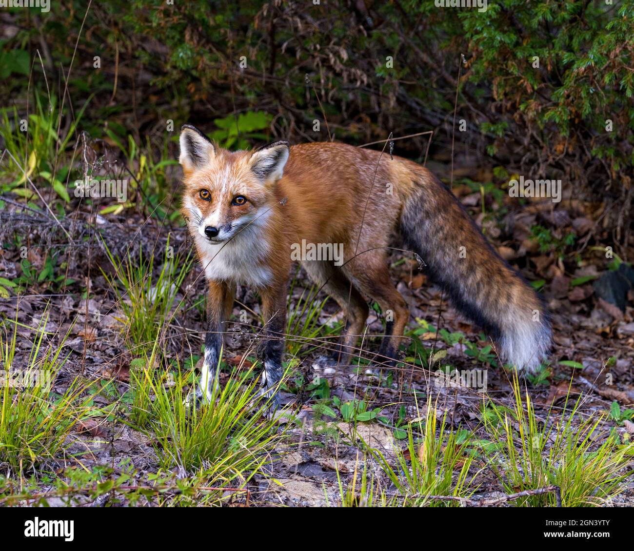 Fuchs im Wald, der die Kamera sieht, die ihren Lebensraum und ihre ...