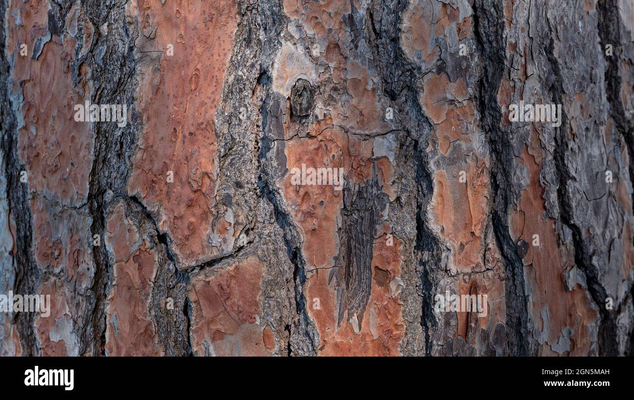 Zirbenbaum Stamm von Europa. Die braune Rinde des alten Baumes als ...