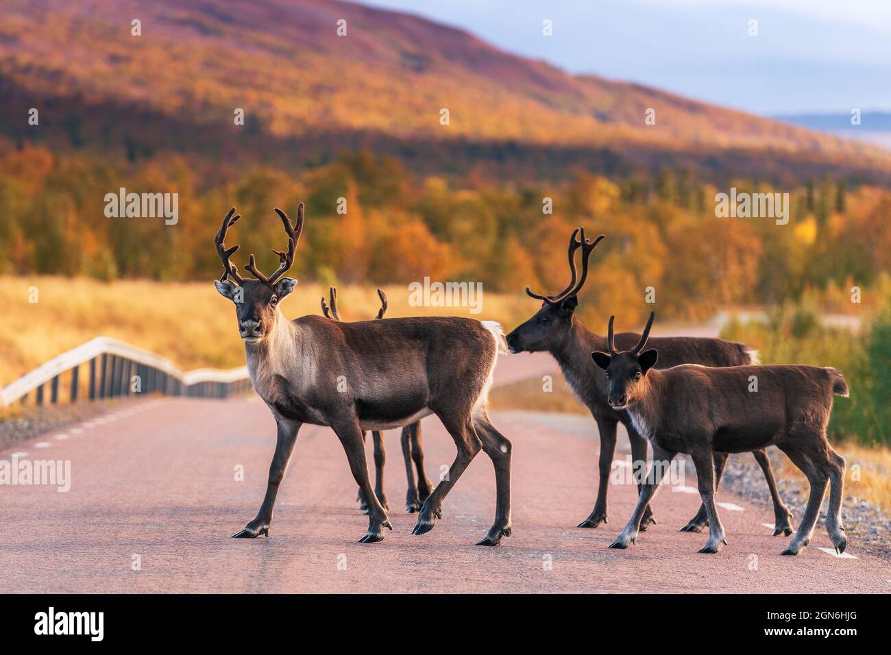 Rentier weibchen reindeer female rangifer -Fotos und -Bildmaterial in ...