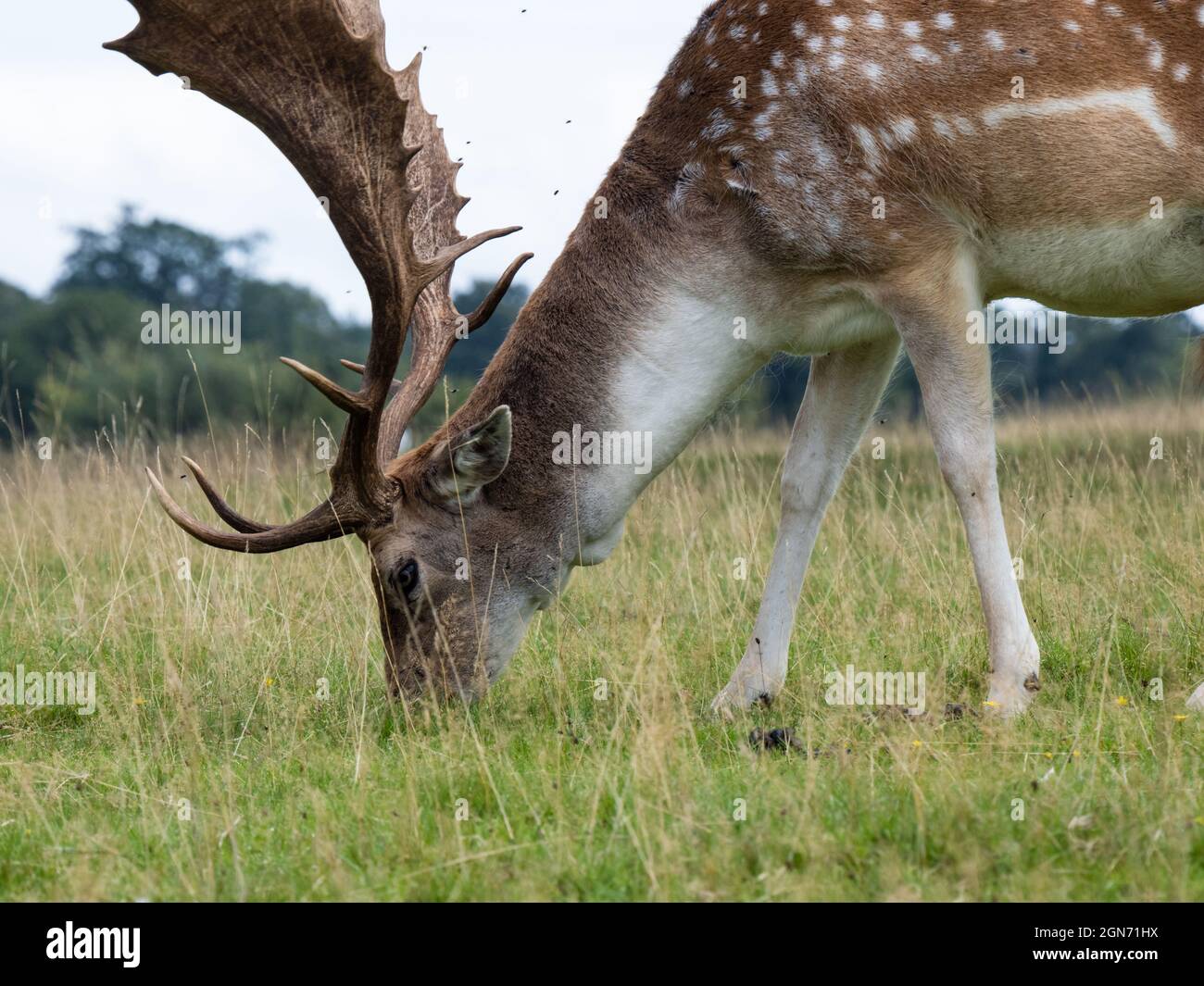 Bock auf das futter -Fotos und -Bildmaterial in hoher Auflösung – Alamy
