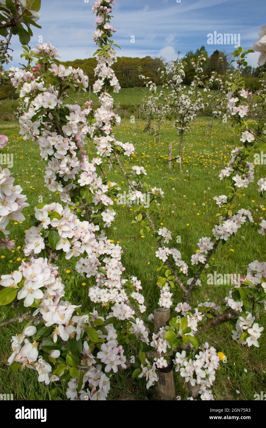 Heimischen obstgarten -Fotos und -Bildmaterial in hoher Auflösung – Alamy