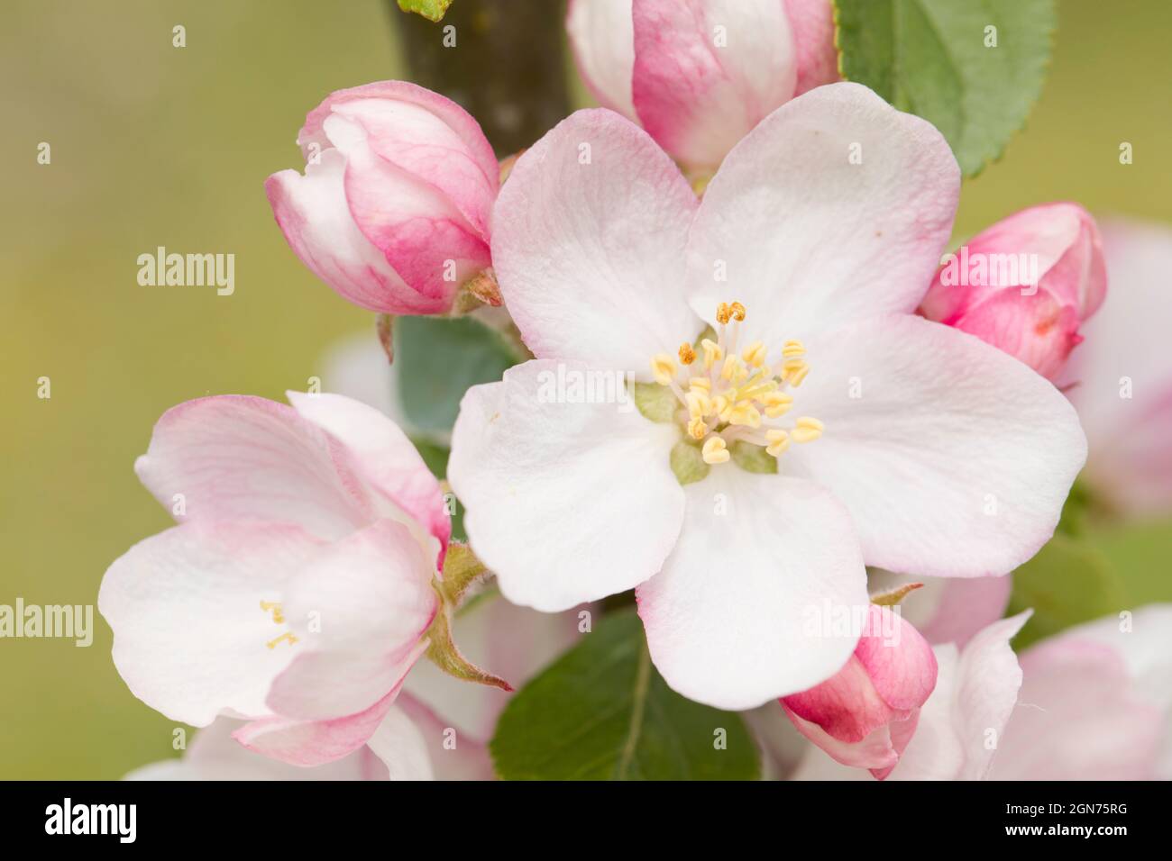 Heimischen obstgarten -Fotos und -Bildmaterial in hoher Auflösung – Alamy