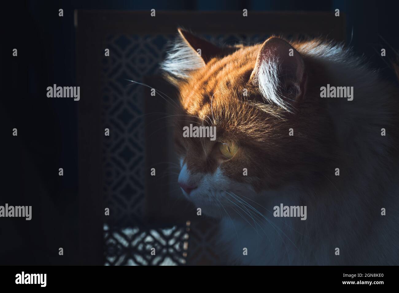 Gruselige katze -Fotos und -Bildmaterial in hoher Auflösung – Alamy