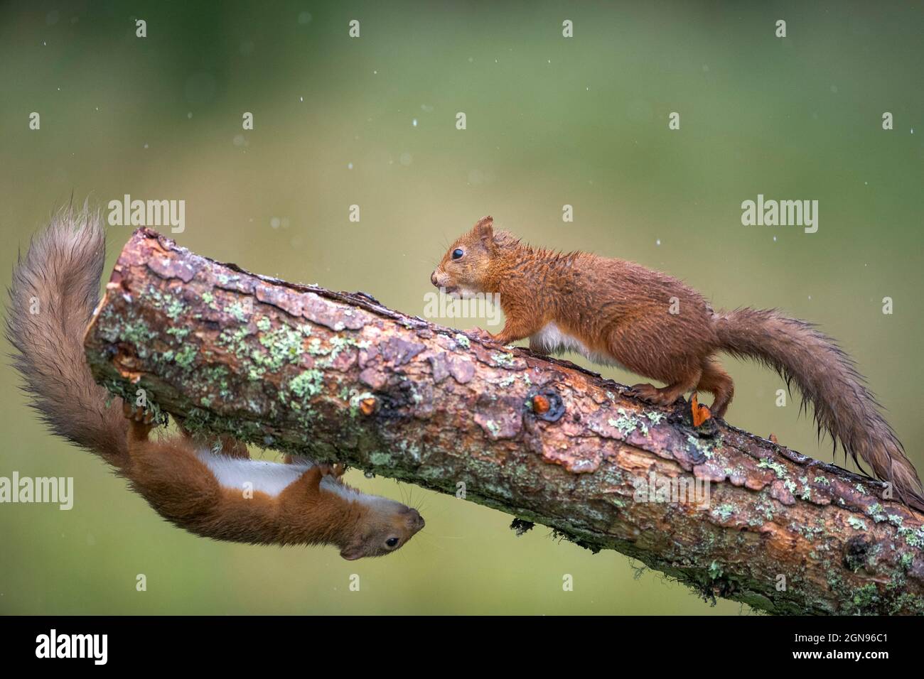 Zwei eurasische rote Eichhörnchen (Sciurus vulgaris) spielen auf dem ...
