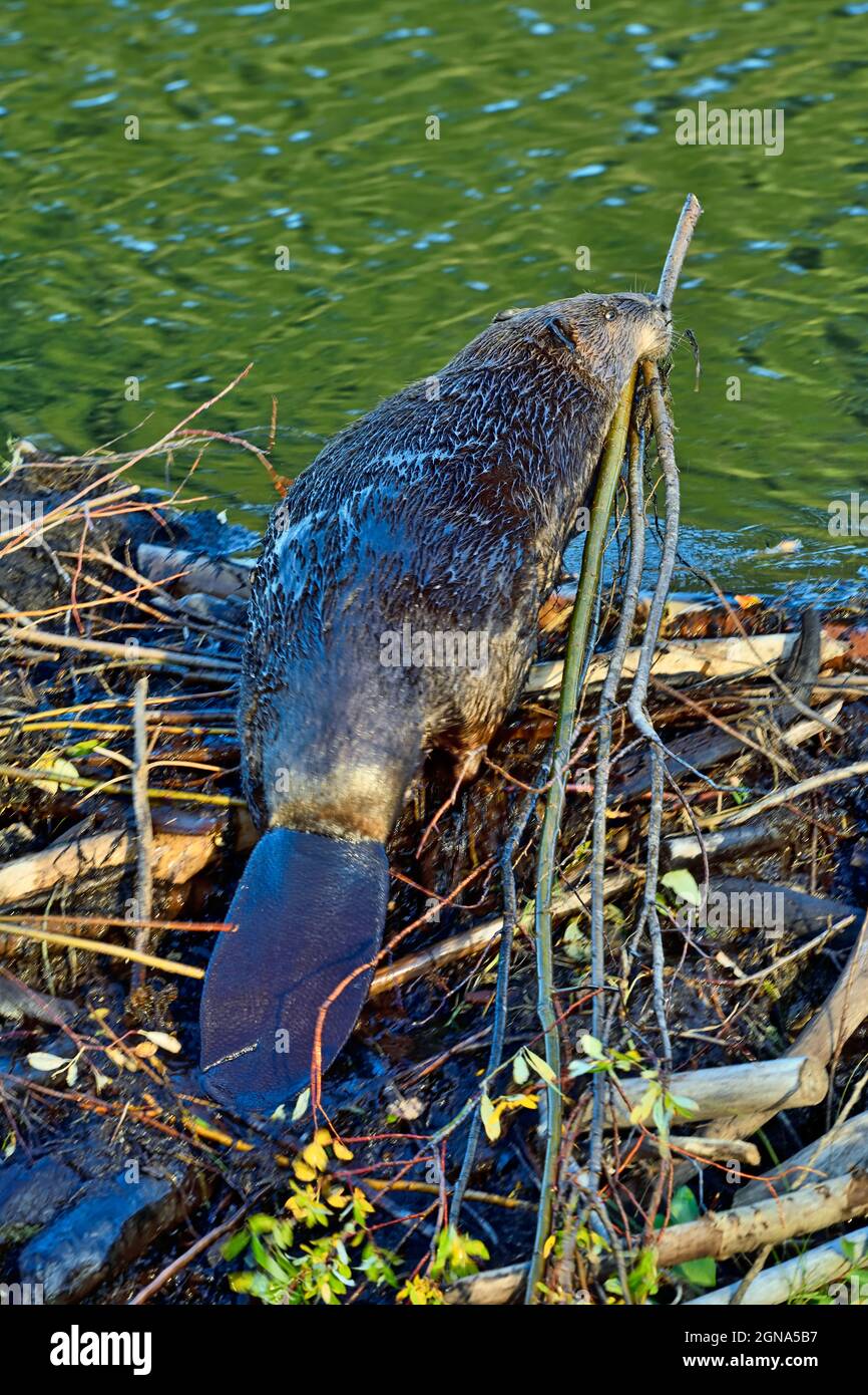 Canadian Beaver Beaver Dam Canadensis Stockfotos und -bilder Kaufen - Alamy