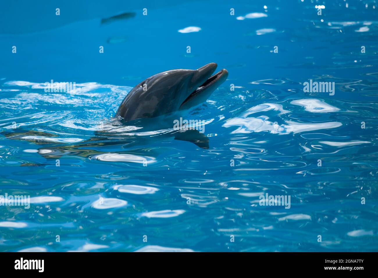 Delphine springen aus dem wasser -Fotos und -Bildmaterial in hoher ...