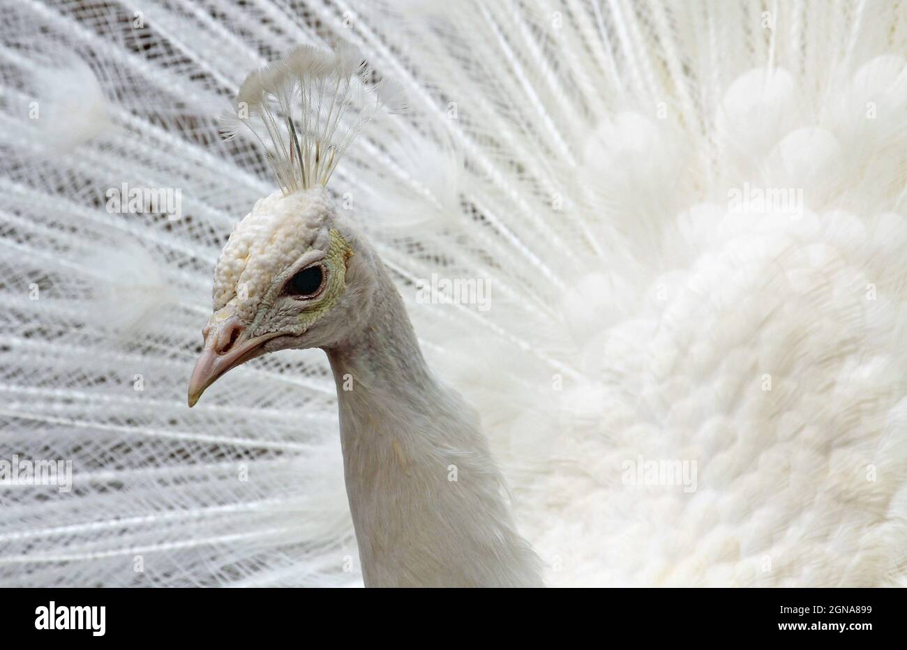 Pfau weiß kopf -Fotos und -Bildmaterial in hoher Auflösung – Alamy