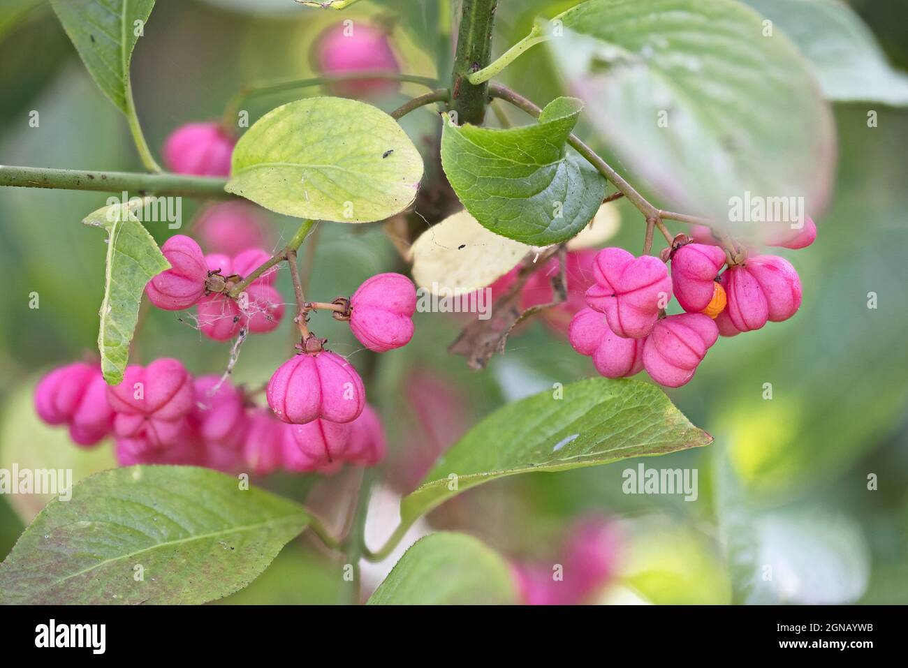 Common spindles -Fotos und -Bildmaterial in hoher Auflösung – Alamy