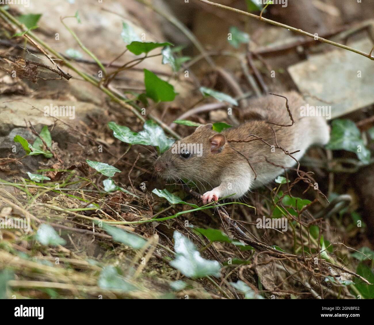 Ratte befallen -Fotos und -Bildmaterial in hoher Auflösung – Alamy