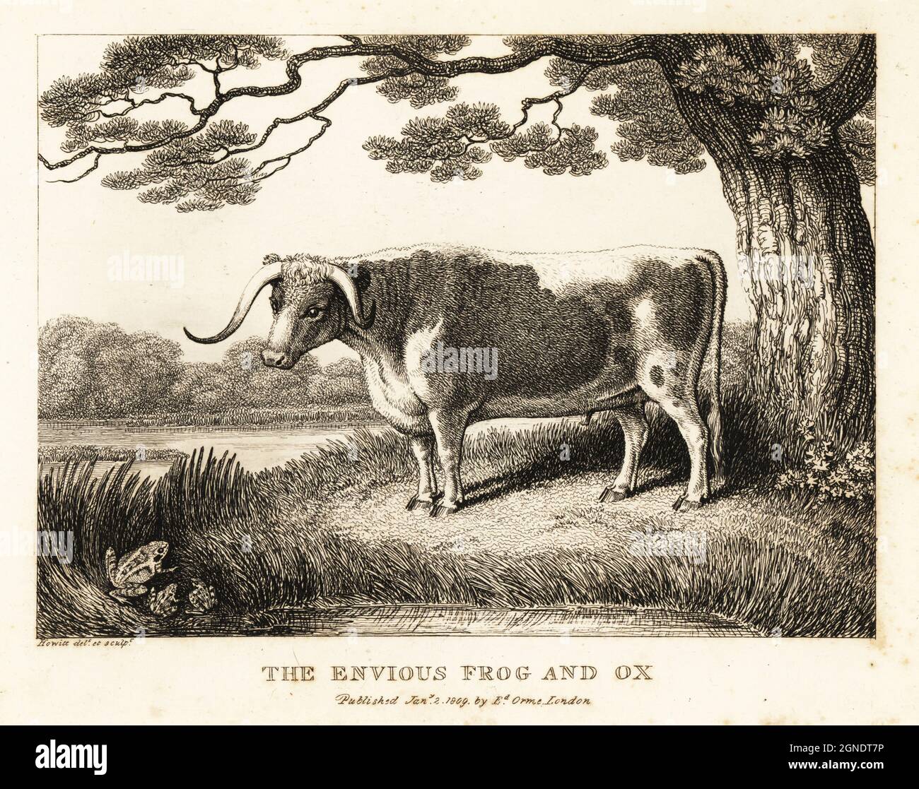 Aesop ochse frosch -Fotos und -Bildmaterial in hoher Auflösung – Alamy