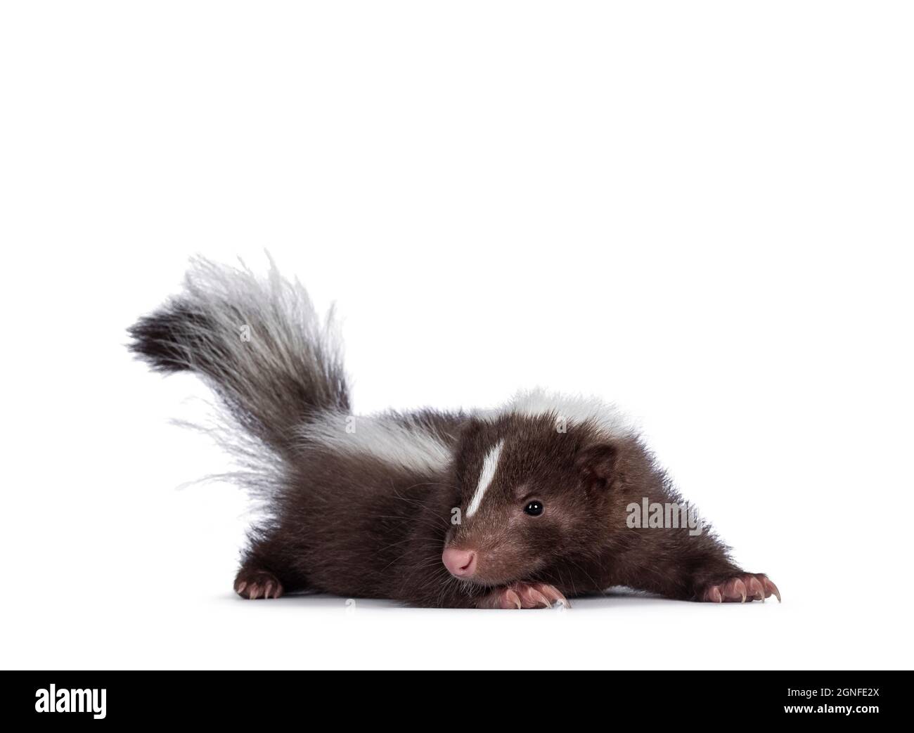 Baby stinktier -Fotos und -Bildmaterial in hoher Auflösung – Alamy