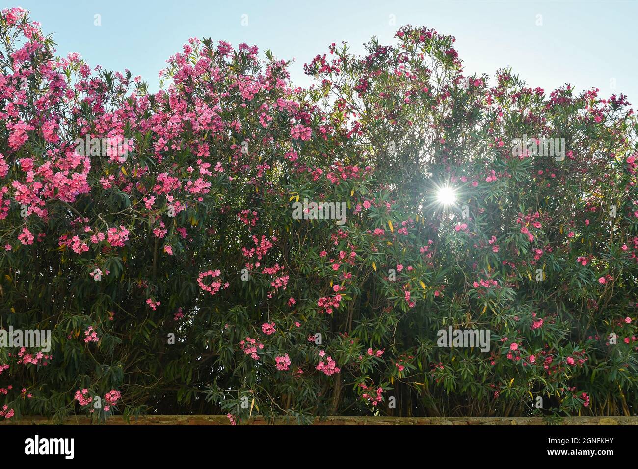 Nerium oleander italy -Fotos und -Bildmaterial in hoher Auflösung – Alamy