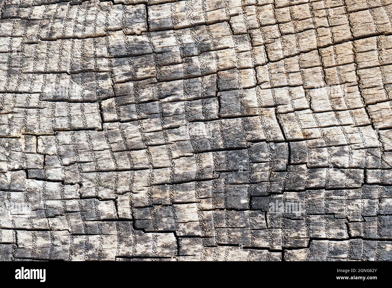 Querschnitt der Esche grau Ulme Eiche porösen Stumpf verbrannt grau und ...
