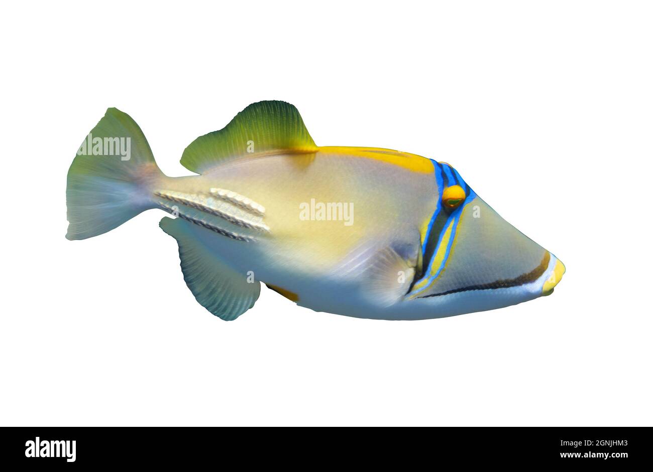 Picasso trigger fish -Fotos und -Bildmaterial in hoher Auflösung – Alamy