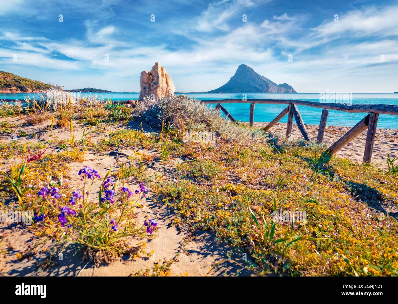 Blühende rosa Blumen am Strand von Porto Taverna mit der Insel Tavolara ...