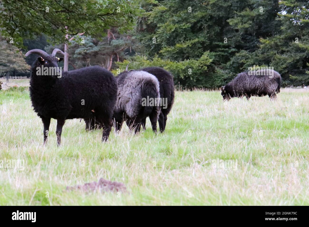 Hebridische landwirtschaft -Fotos und -Bildmaterial in hoher Auflösung – Alamy