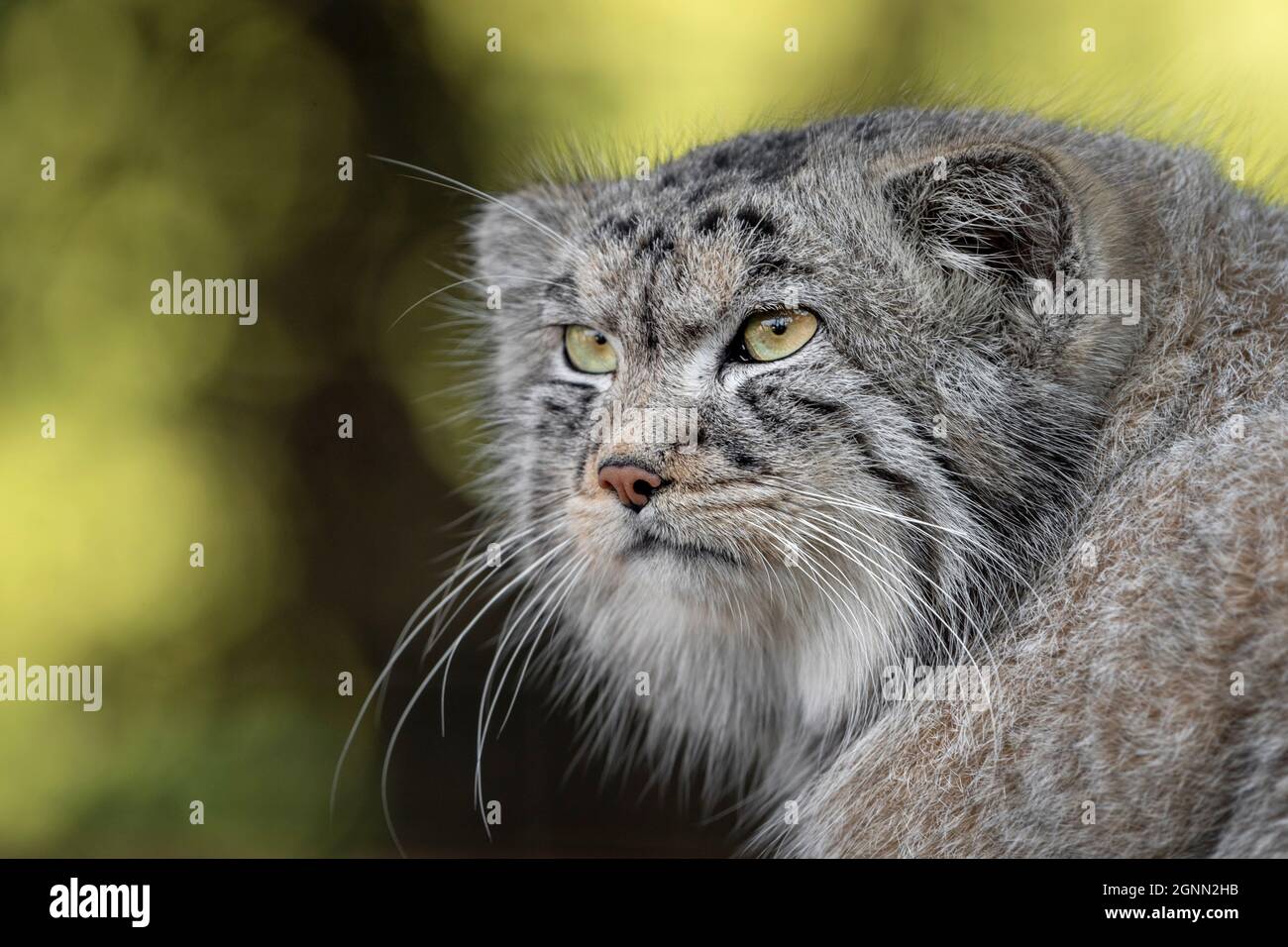 Manul pallas katze -Fotos und -Bildmaterial in hoher Auflösung – Alamy