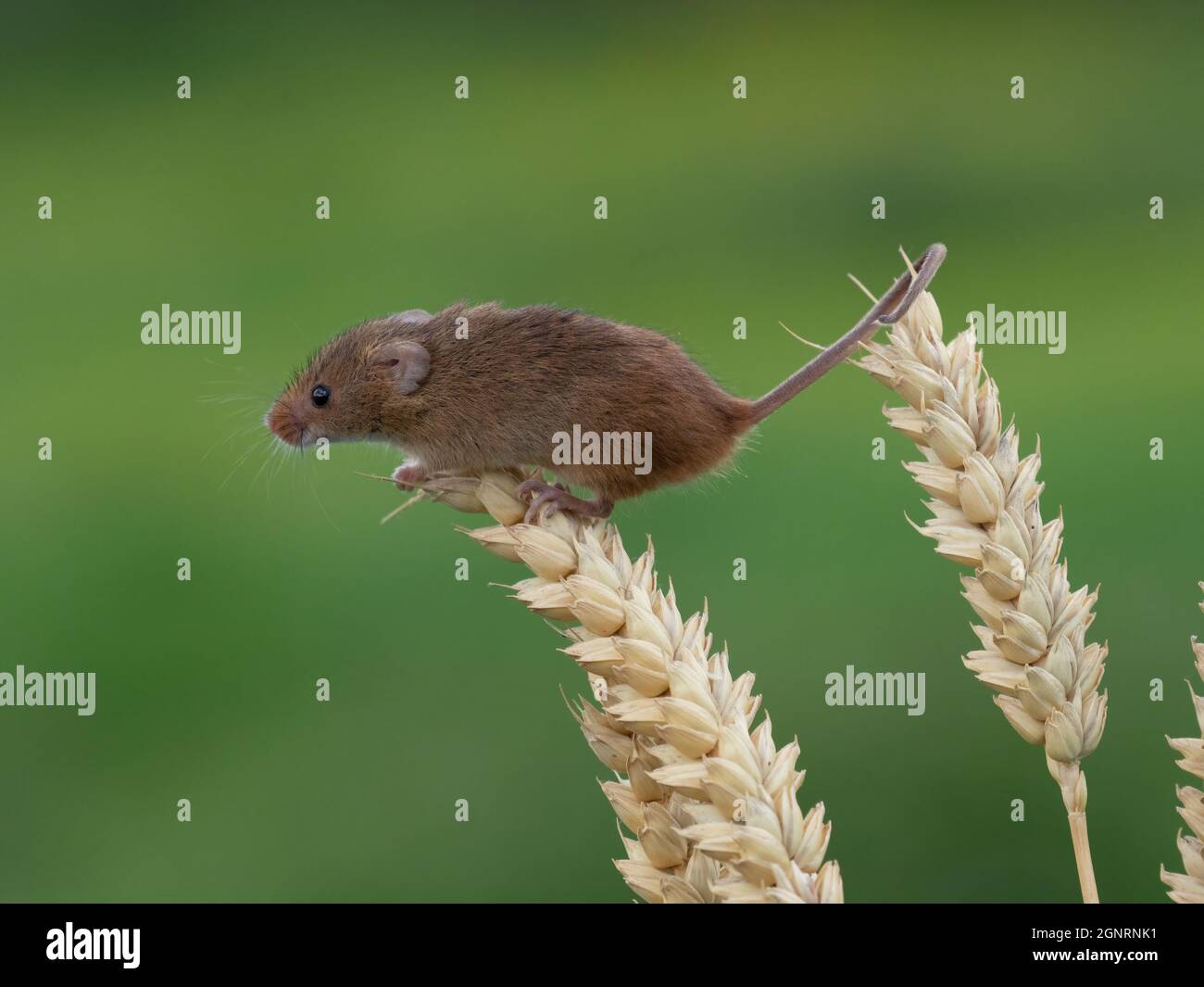 Eurasian Harvest Mouse (Micromys minutus), die den Kopf des Weizenkörns ...