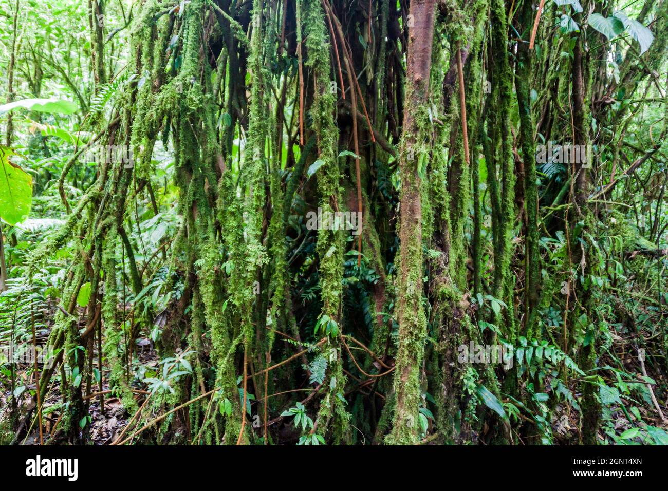 Baum in einem Nebelwald von Reserva Biologica Bosque Nuboso Monteverde ...