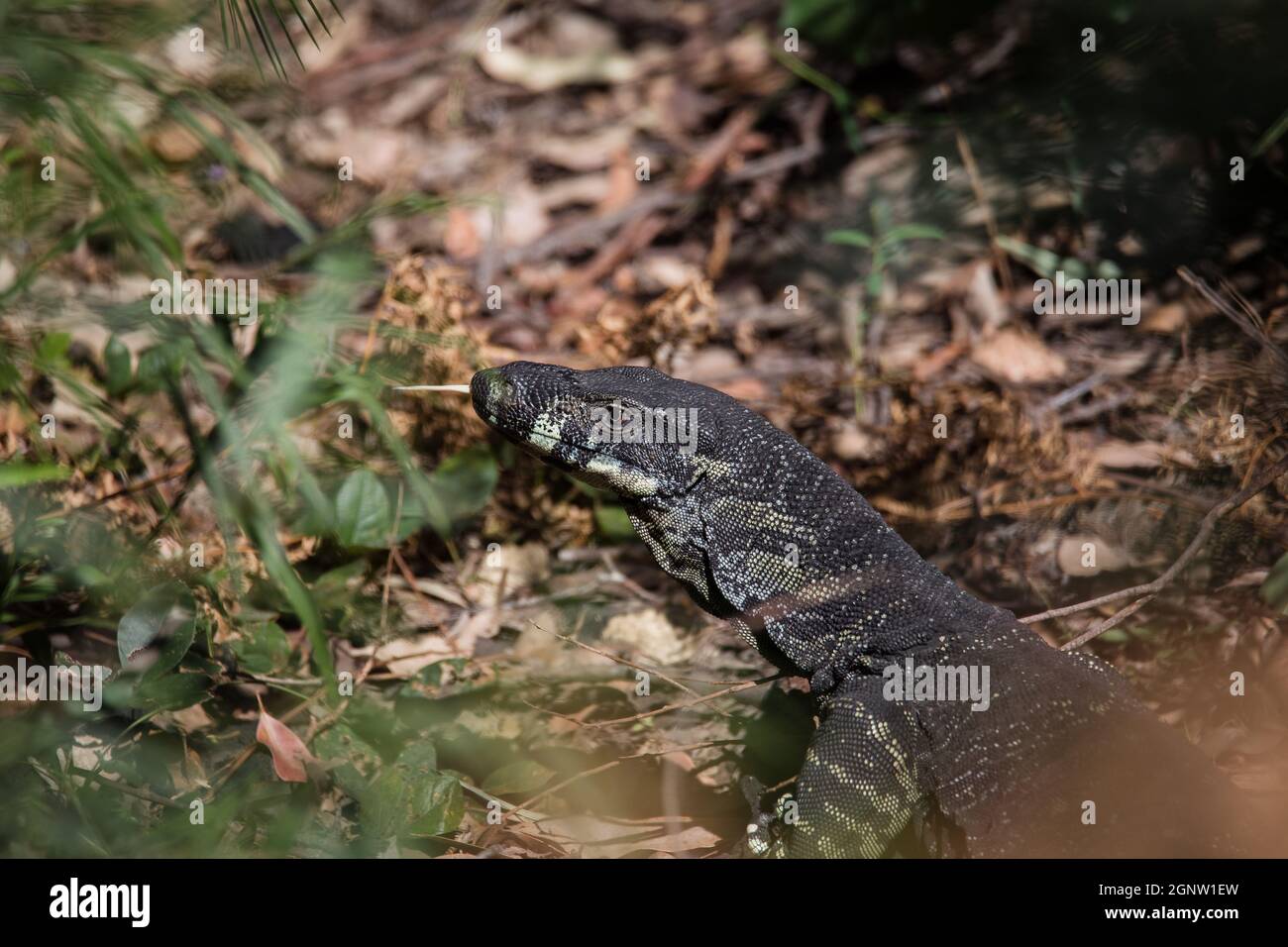 Common goanna -Fotos und -Bildmaterial in hoher Auflösung – Alamy