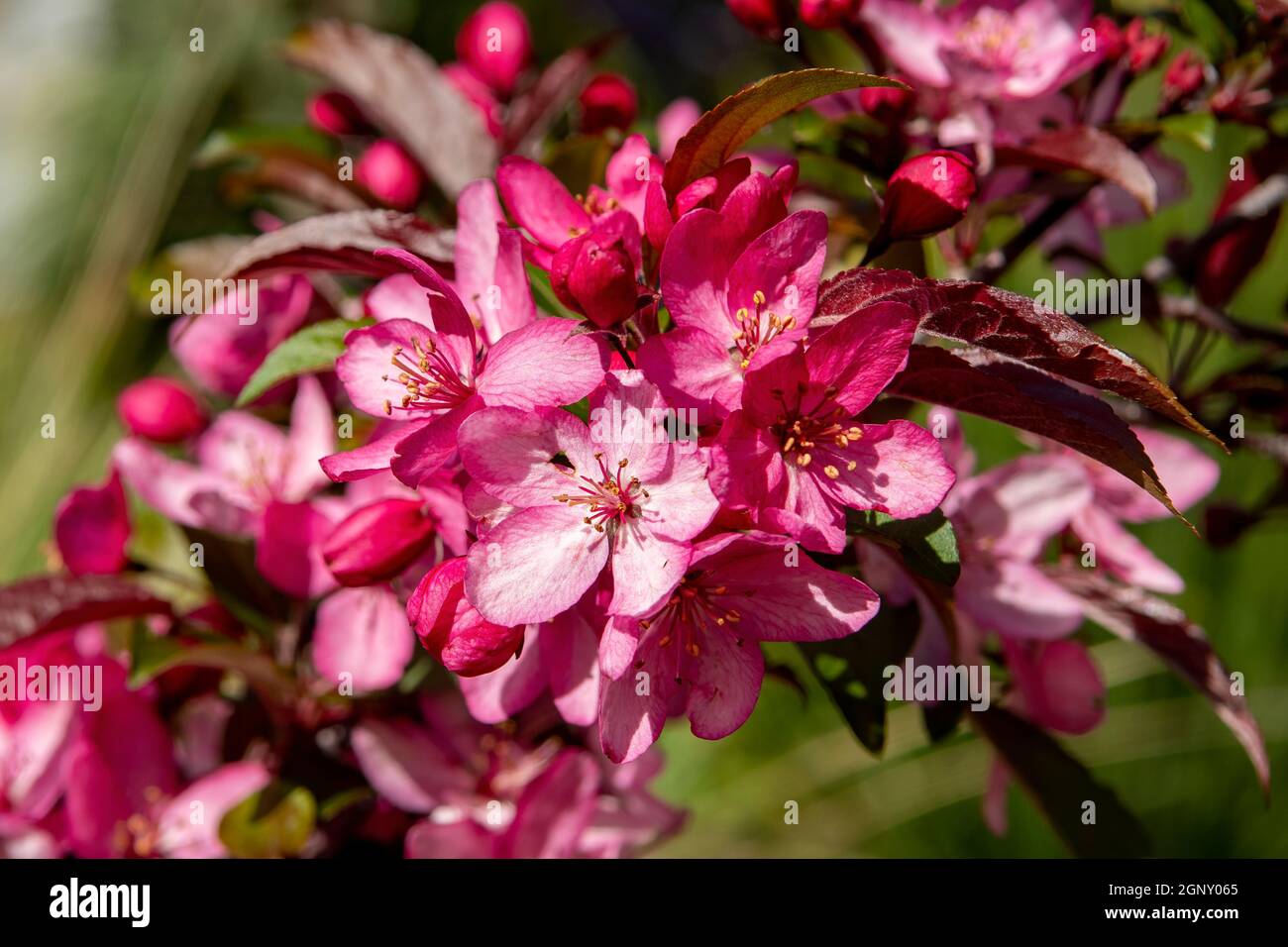 Flowering crabapple tree -Fotos und -Bildmaterial in hoher Auflösung ...