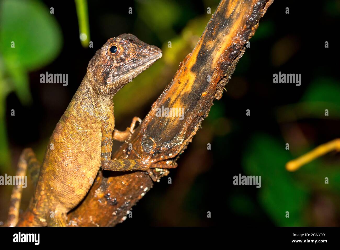 Braun geflickte Kangaroo Lizard, Wiegmann's Agama, SriLankan Kangaroo ...