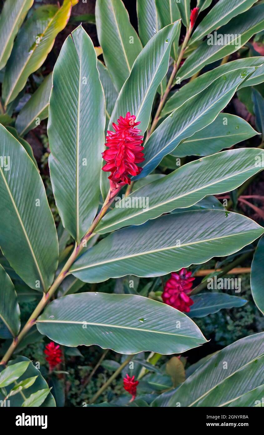 Roter ingwer alpinia purpurata -Fotos und -Bildmaterial in hoher ...