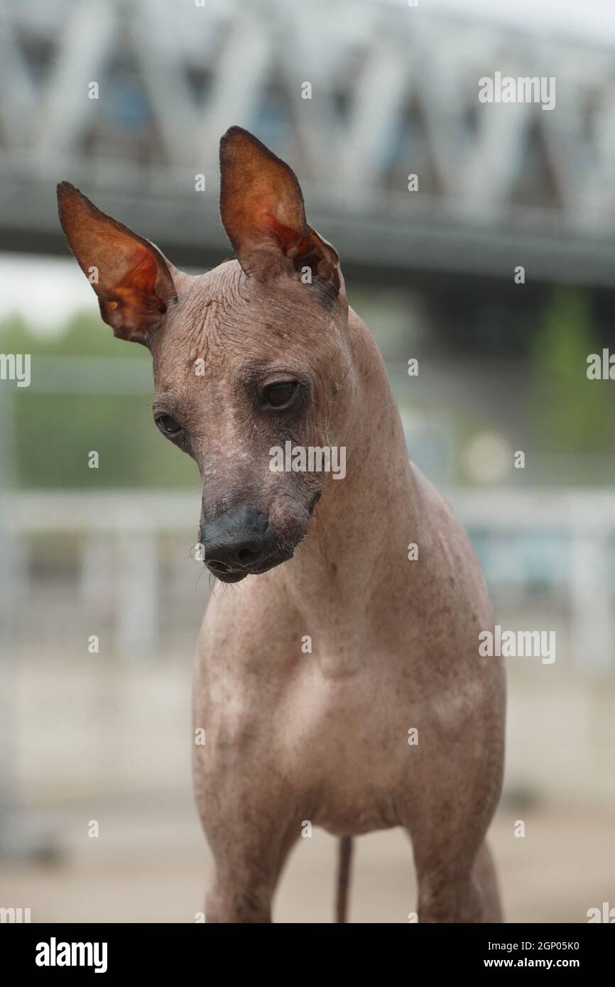 Inka peruanische orchidee -Fotos und -Bildmaterial in hoher Auflösung ...