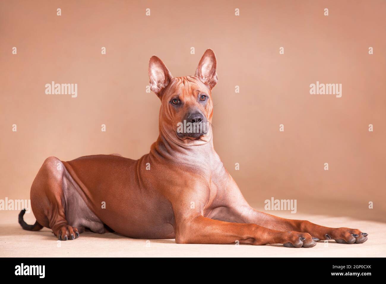 Thai Ridgeback ist eine nationale Rasse von Thailand. Und vielleicht ...